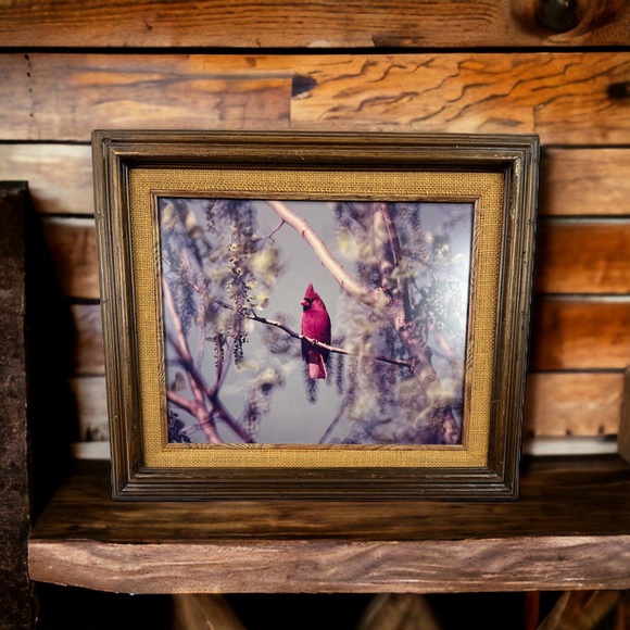 Stephen J Lang | Wall Decor | Framed Photograph Of A Cardinal Bird 8x ...
